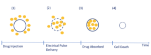 ePORE® Therapy and EndoVE® for Gastrointestinal Cancers - North Tees ...