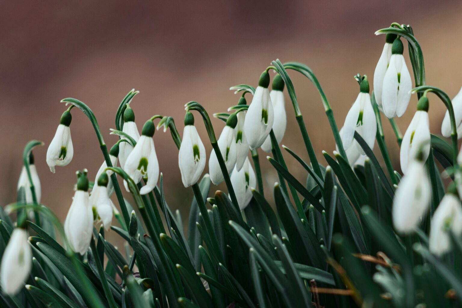 Our bereavement service - North Tees and Hartlepool NHS Foundation Trust