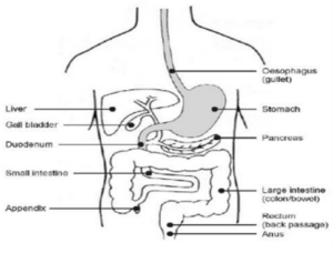 Endoscopic Ultrasound (EUS) Guided Gallbladder Drainage and Placement ...